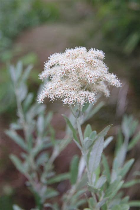 Buddleja Saligna Pan Global Plants