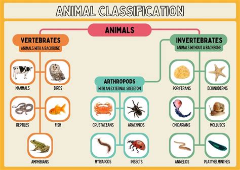 Invertebrates Classification Chart