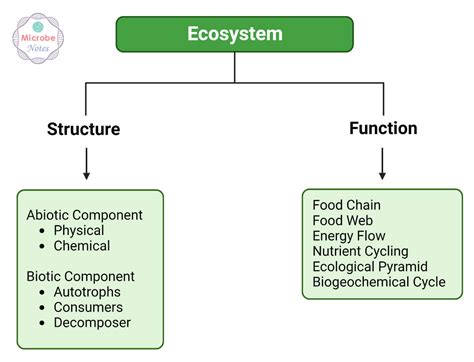 Structure And Function Of Ecosystem With Diagram Ecosystem S
