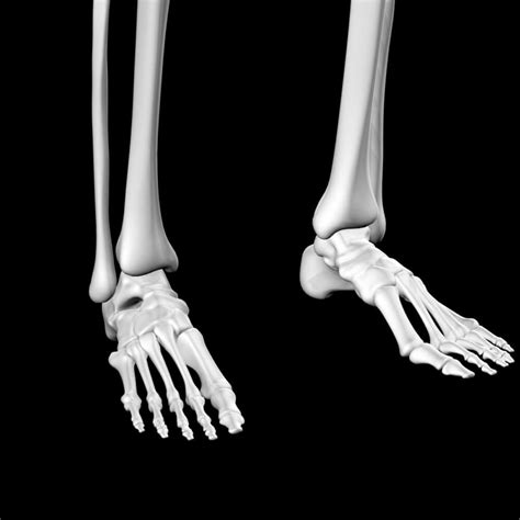 Human Skeleton 3d Model By Vefilanna