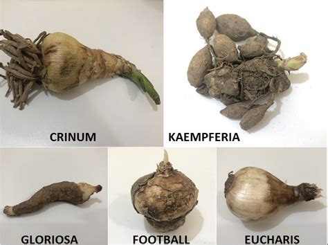 Flowers From Bulbs Identification At Tashia Rogers Blog