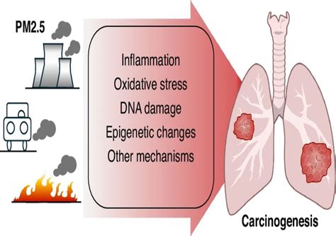 Más Allá Del Humo Los Contaminantes Invisibles Que Causan Cáncer De