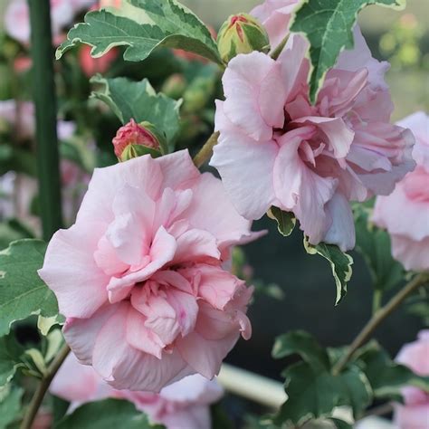National Plant Network Pink Flowering Hibiscus Sugar Tip In Pot With