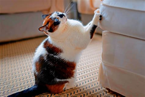 Pourquoi Votre Chat Trouve T Il Votre Canapé Si Irrésistible Pour Ses