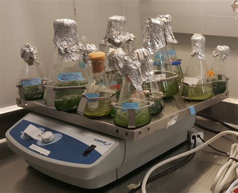 Can Bacteria Be Designed To Create Gasoline