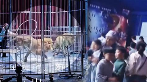 World Now 사자가 서커스 도중 우리 탈출‥관객 혼비백산