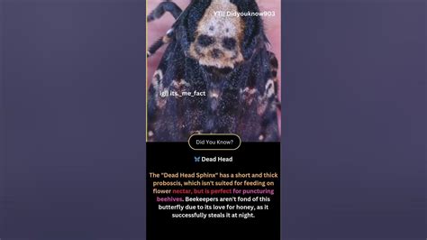 Dead Head Spinx Shorts Information Trendingshorts Amazingfacts Like Share Ytshorts Youtube