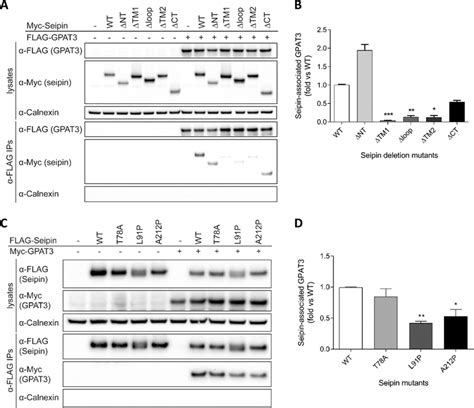 The Conserved Transmembrane And Er Luminal Loop Regions Of Seipin Are