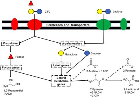 长双歧杆菌亚种中的新基因和代谢物趋势 婴儿的人乳寡糖2 岩藻糖基乳糖bi 26代谢。 Scientific Reports X Mol