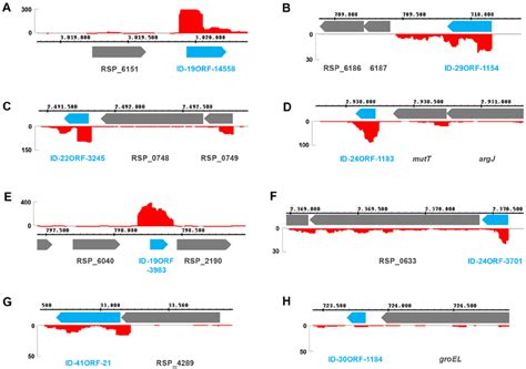 Rna Seq Validation For Orfs Newly Identified By Silac Orfs Detected By Download Scientific