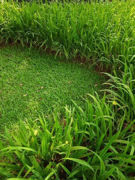 Premium Photo Green Grass Wallpaper Background 2