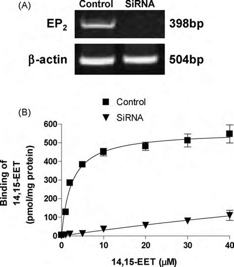 Kinetic Analysis Of 1415 Eet Binding In Rat Mesenteric Arterial Smooth