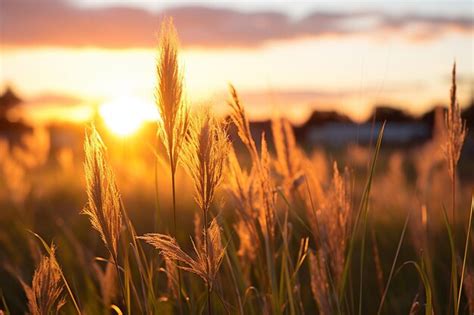 Premium Photo Sun Kissing The Tips Of Grass