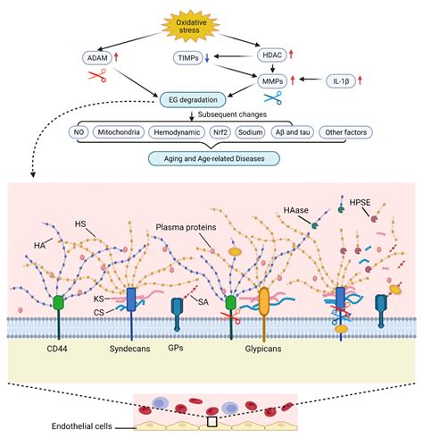 Endothelial Glycocalyx