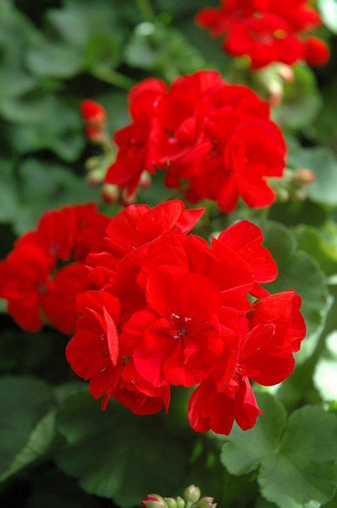 710 Red Geraniums Ideas In 2021 Red Geraniums Geraniums Container
