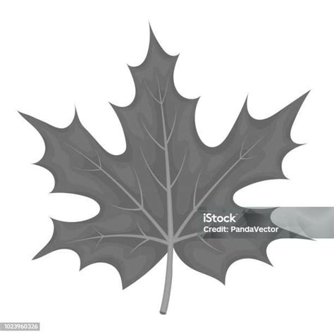 단풍나무 잎 아이콘 흰색 배경에 고립 된 흑백 스타일 캐나다 추수 감사절 기호 스톡 벡터 일러스트입니다 0명에 대한 스톡 벡터 아트 및 기타 이미지 Istock