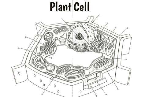 Plant Cell Diagram Quizlet