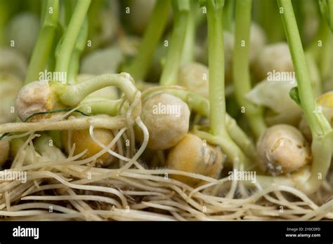 A Large Number Of Pea Roots Are Light Yellow In Color The Thin Root