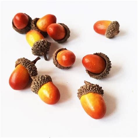 Miniature Acorns Etsy