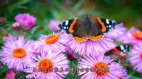 大年初二：祝福好事接二连三视频页面全屏