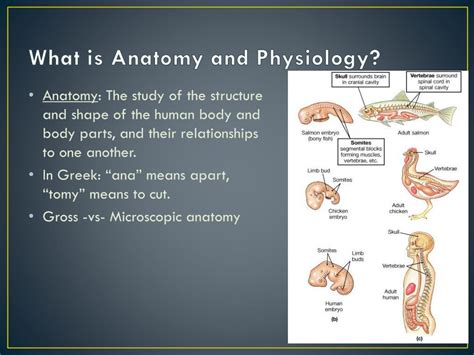 Ppt Introduction To Anatomy And Physiology Powerpoint Presentation