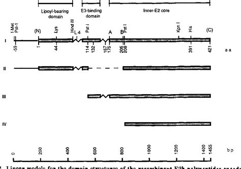 Figure 1 From Isolation And Sequencing Of A Cdna Encoding The Decarboxylase E1a Precursor Of