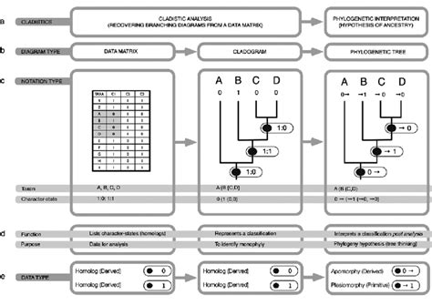 The Anatomy Of A Cladistic Analysis A A Cladistic Analysis Recovers Download Scientific