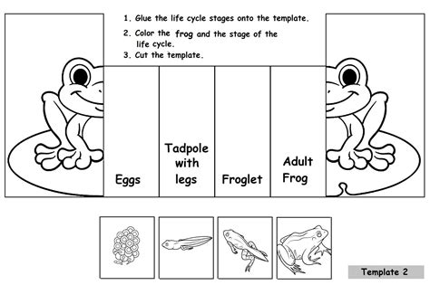 Frog Life Cycle Worksheet For Kindergarten Frog Life Cycle Activity