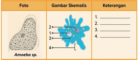 Untuk Mengidentifikasi Ciri Ciri Protista Perhati