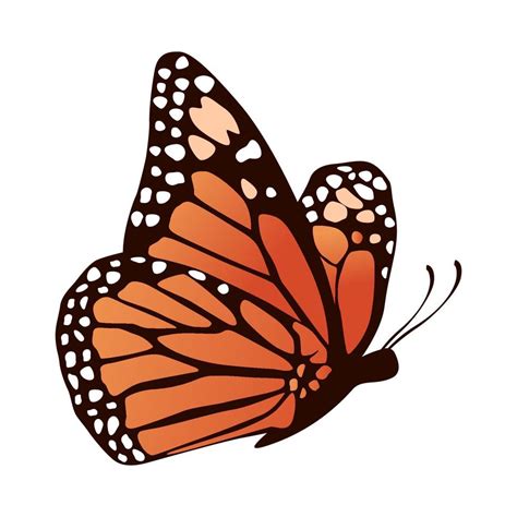 Collection Of Realistic Butterfly Vector Illustration Design 21918933