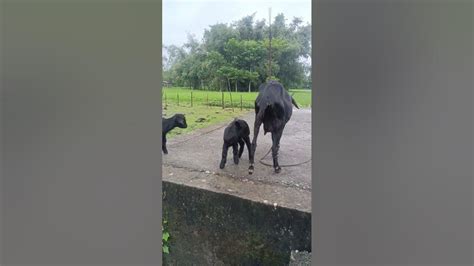 এই ছেলেটা ছাগলের দুধ খাওয়ার জন্য দাঁত দাঁত ব্রাশ করতেছে Youtube