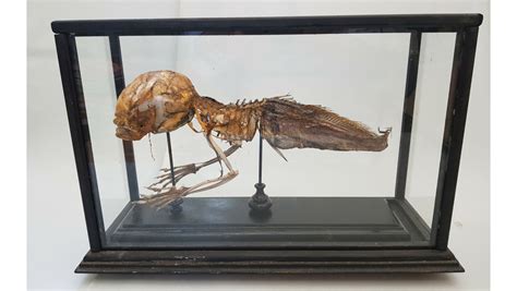 Real Mermaid Fossils
