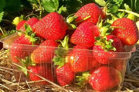 Клубника Азия: описание и характеристика сорта, посадка, уход, отзывы ...