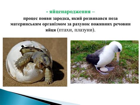 Презентація до уроку Розвиток тварин