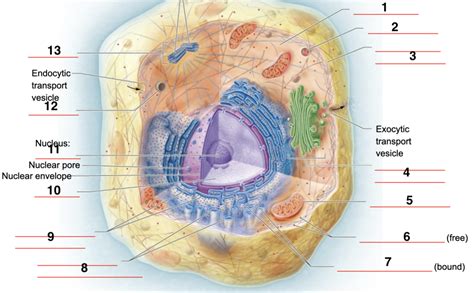 Anatomy Chapter 3 The Cell Diagram Quizlet