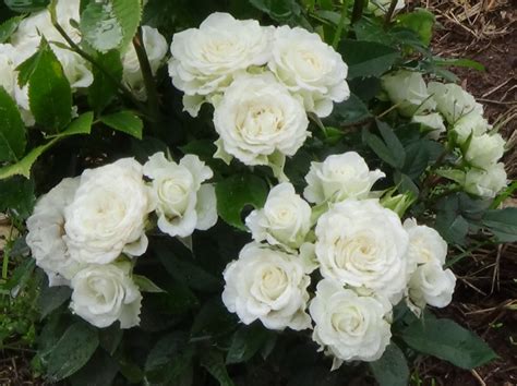 Роза Болеро Фото И Описание – Telegraph