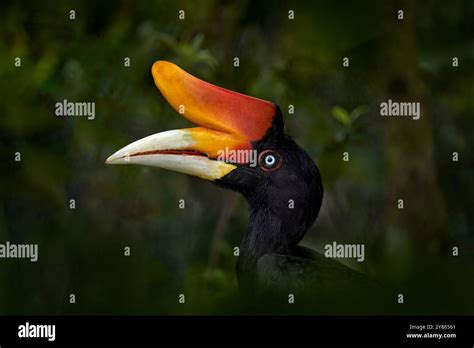 Hornbill In The Dark Tropic Forest Rhinoceros Hornbill Buceros