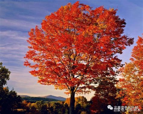Canadas National Tree The Canadian Sugar Maple With Gorgeous Autumn