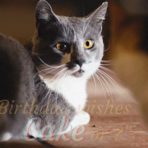 Dancing  Birthday At Derek Herrman Blog