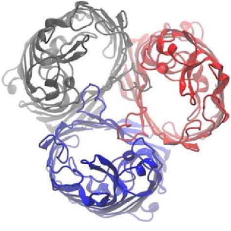 backbone structure of the ompf trimer figure created using vmd