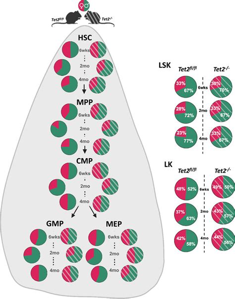 Sex Differences Alter Primitive Progenitors In The C57bl6 Tet2