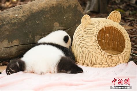 大熊猫宝宝外出晒太阳 软萌可爱 邵阳 新湖南