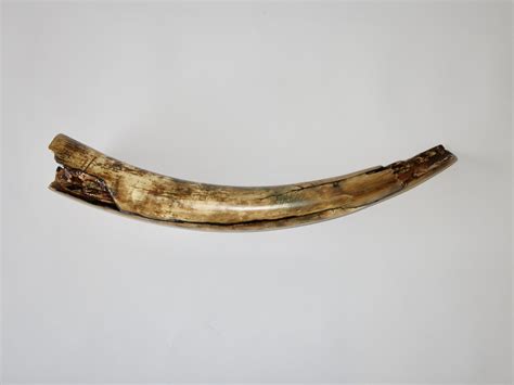 A Fantastic Tip Of A Tusk Of A Male Woolly Mammoth North Sea Fossils