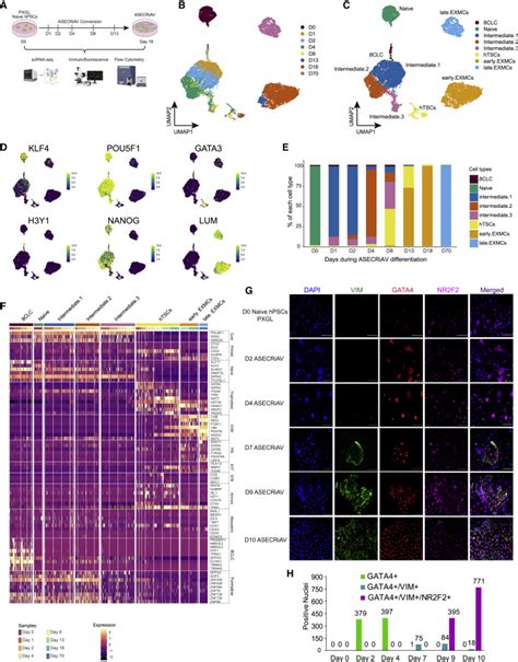 Modeling Human Extraembryonic Mesoderm Cells Using Naive Pluripotent