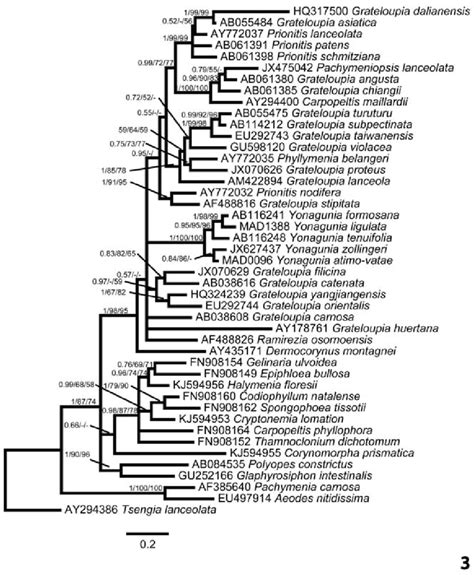 bayesian phylogram inferred from the rbcl dataset supports at nodes