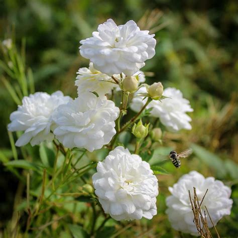 Patsy Gerling Cunningham