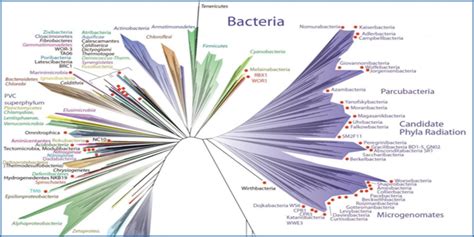 The Never Ending Quest To Rewrite The Tree Of Life RNA Seq Blog