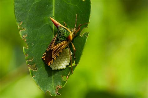 Premium Photo Amazing Mom With Eggs