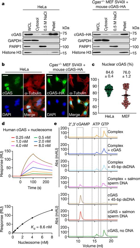 Tight Nucleosome Binding Inactivates Cgas A Western Blot Analyses Of