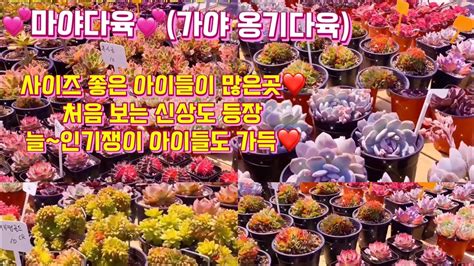 5월 20일 💕마야다육💕 가격대비 사이즈는 전부 짱좋은곳😍😍 많은 주문 주세요😘 다육 다육이 다육식물 금산다육 대전다육 스위트다육 Succulent
